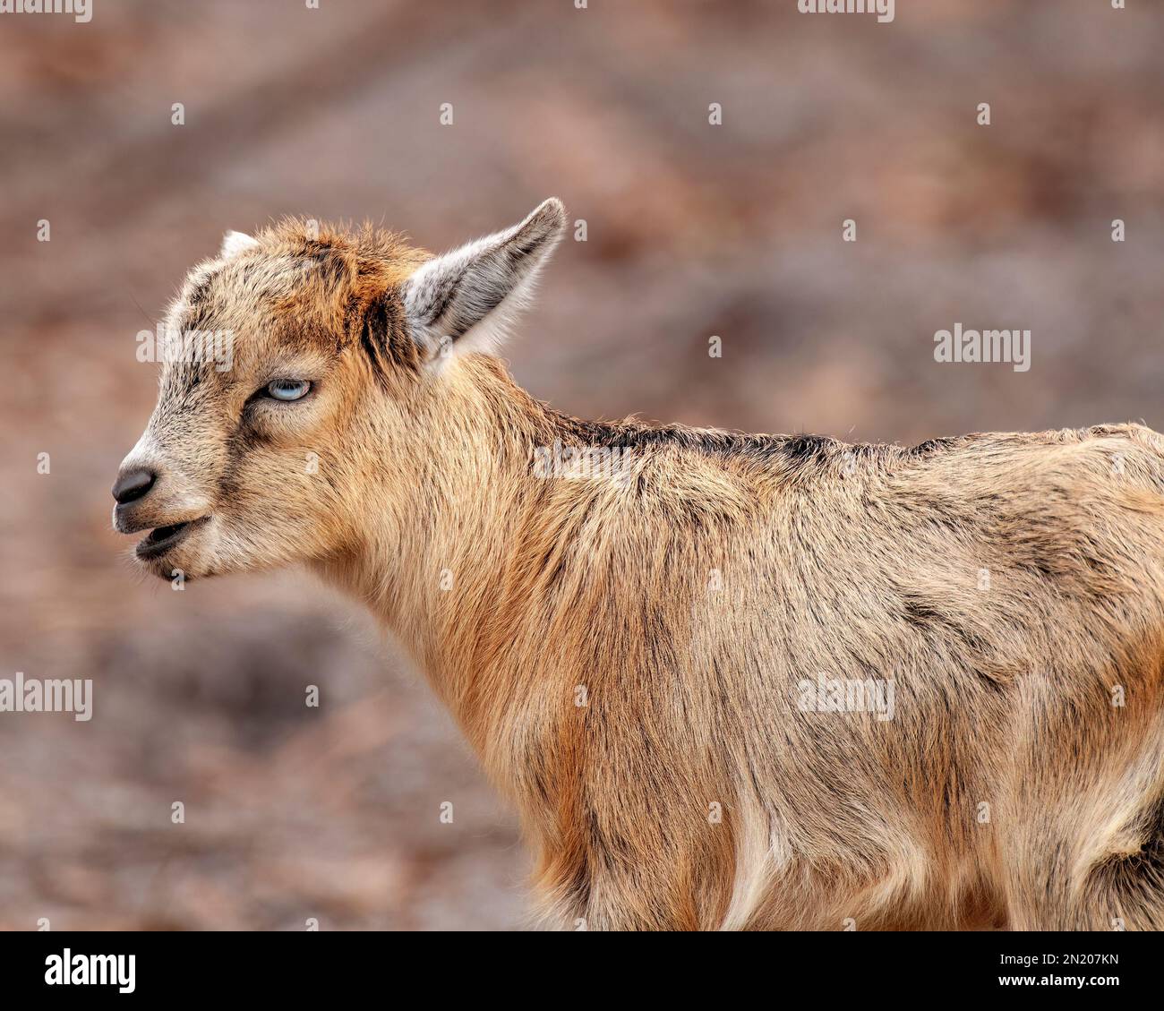 Nigerian Dwarf Goats Blue Eyes