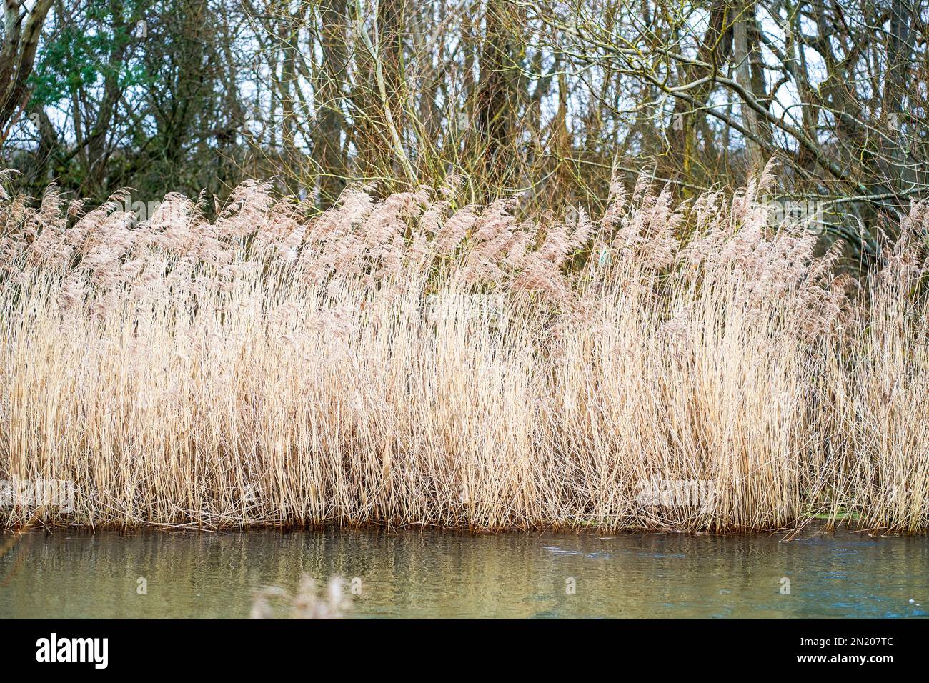Reed grasses hi-res stock photography and images - Alamy