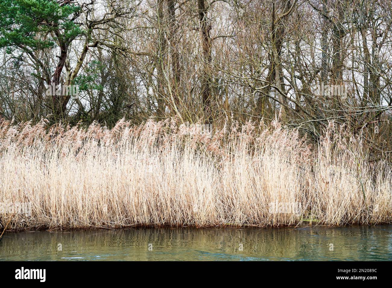 Reed grasses hi-res stock photography and images - Alamy