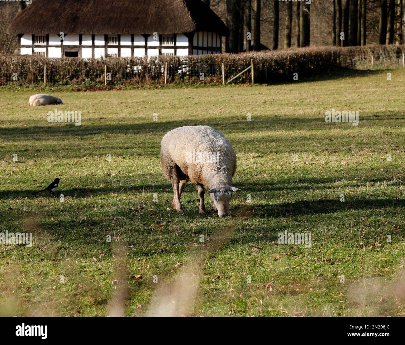 Abernodwydd farmhouse and sheep at pasture, St Fagan's Museum of ...