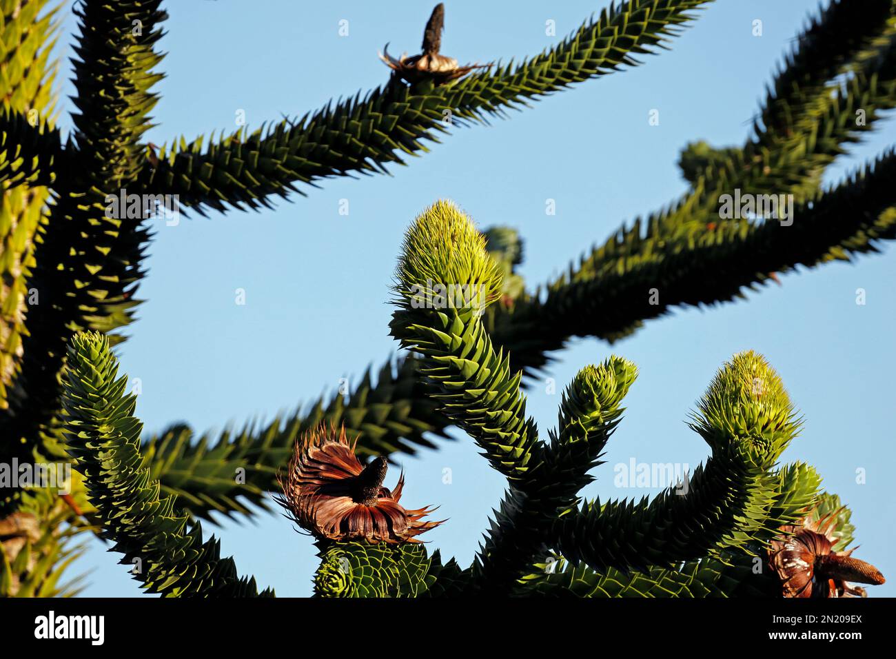 Monkey puzzle tree wales hi-res stock photography and images - Alamy