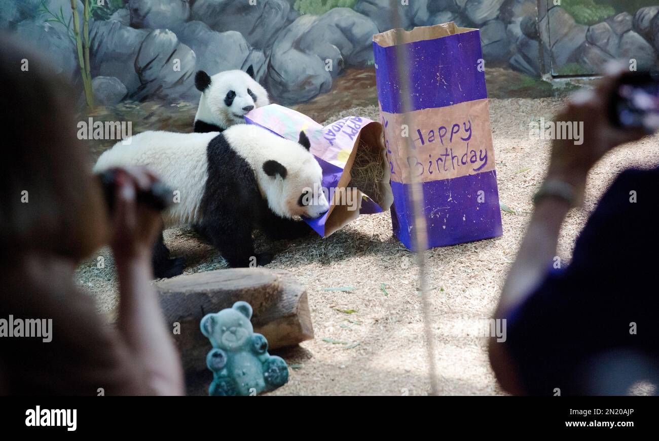 Twin giant panda sisters Mei Huan, rear, and Mei Lun, play with their ...