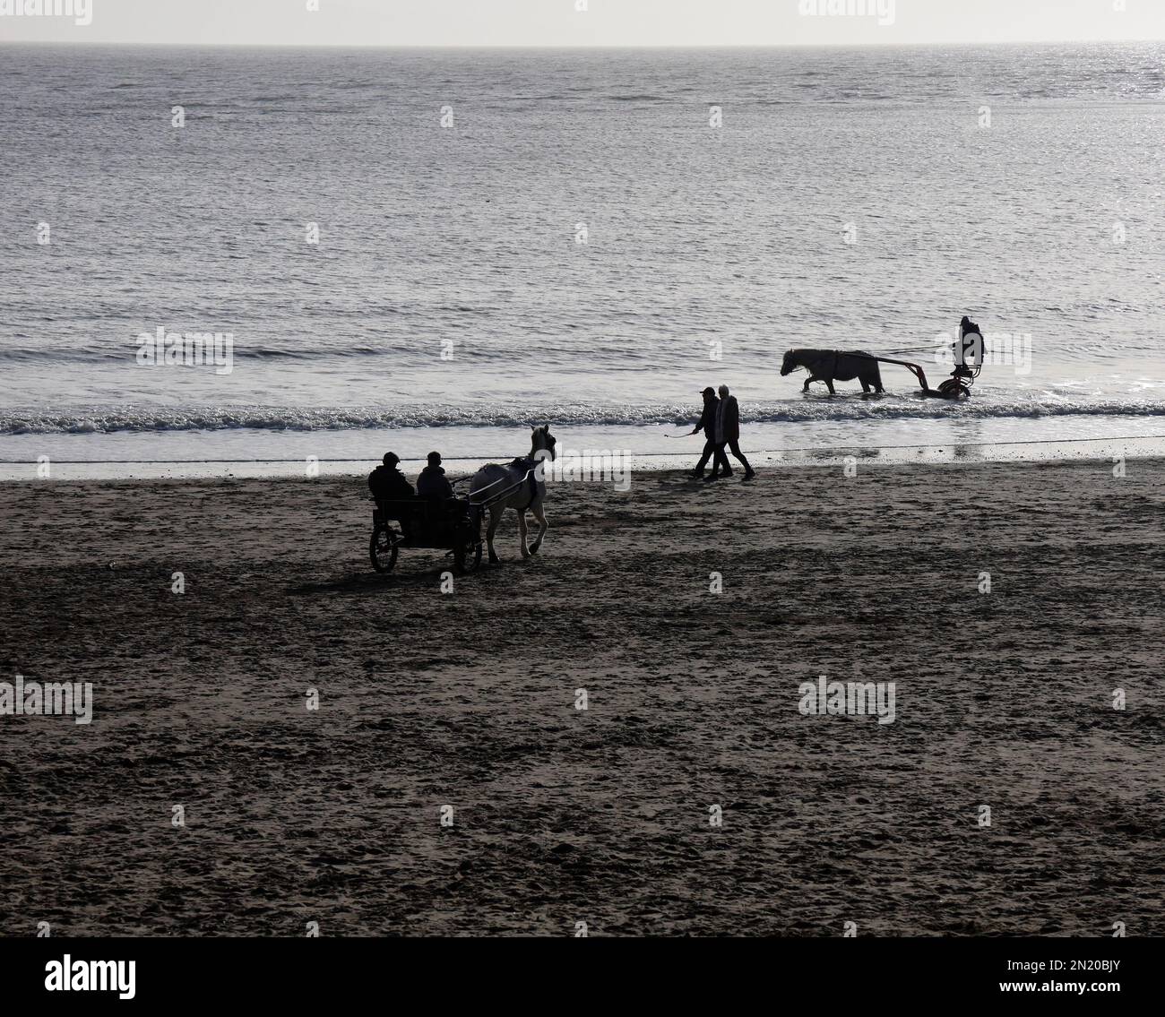 Ponies in harness pulling training carts (Sulky, roadsters) at Barry ...