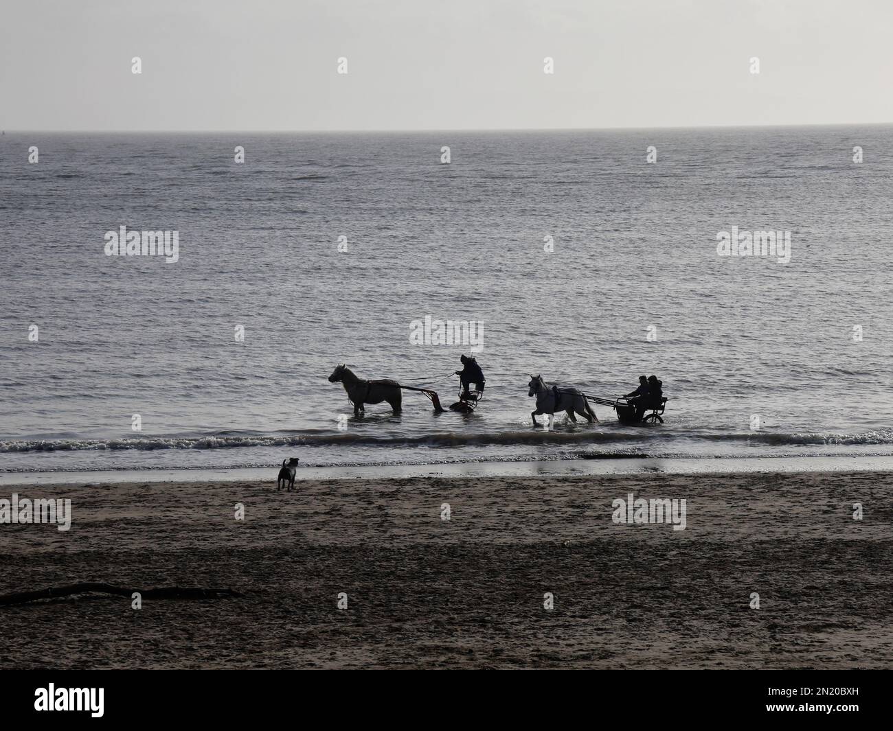 Ponies in harness pulling training carts (Sulky, roadsters) at Barry ...
