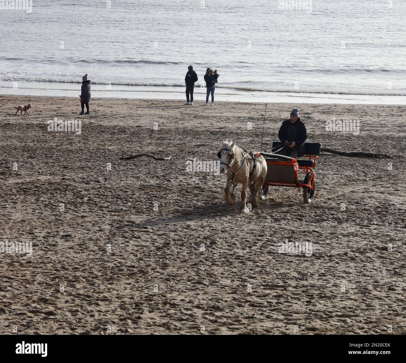 Ponies in harness pulling training carts (Sulky, roadsters) at Barry Island beach. January 2023 ...