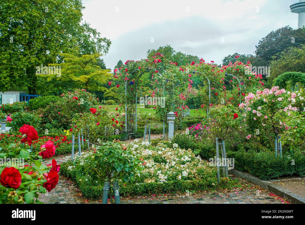 Amazing red and pink climbing roses on the arches of walking garden ...