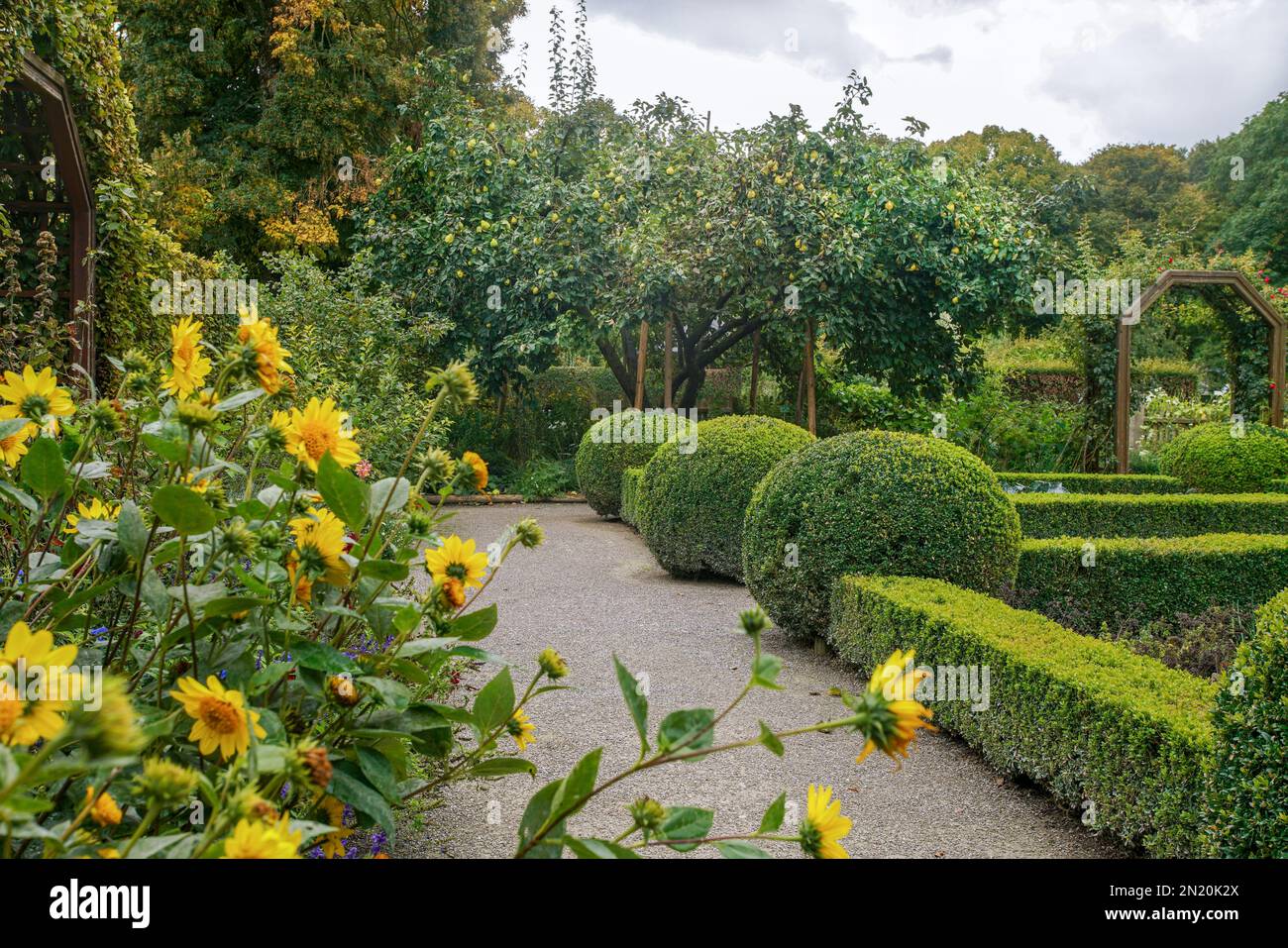 Pear trees and yellow sunflowers in Botanical Garden Of Augsburg and ...