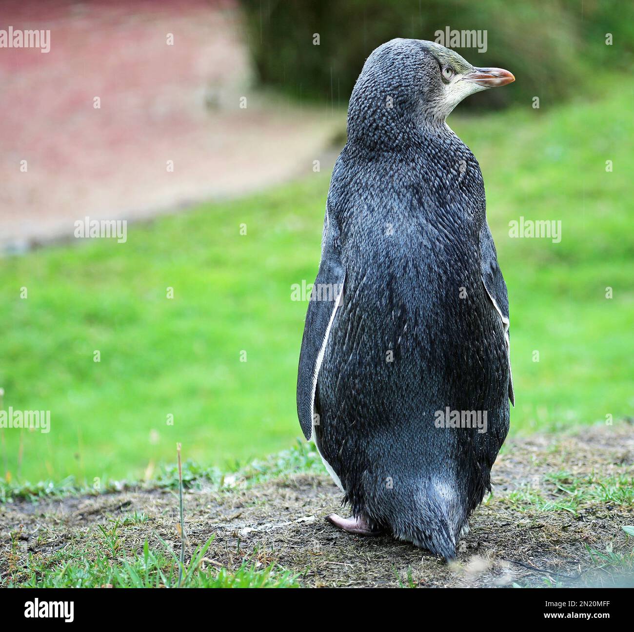 New zealand yellow eyed penguins hi-res stock photography and images ...