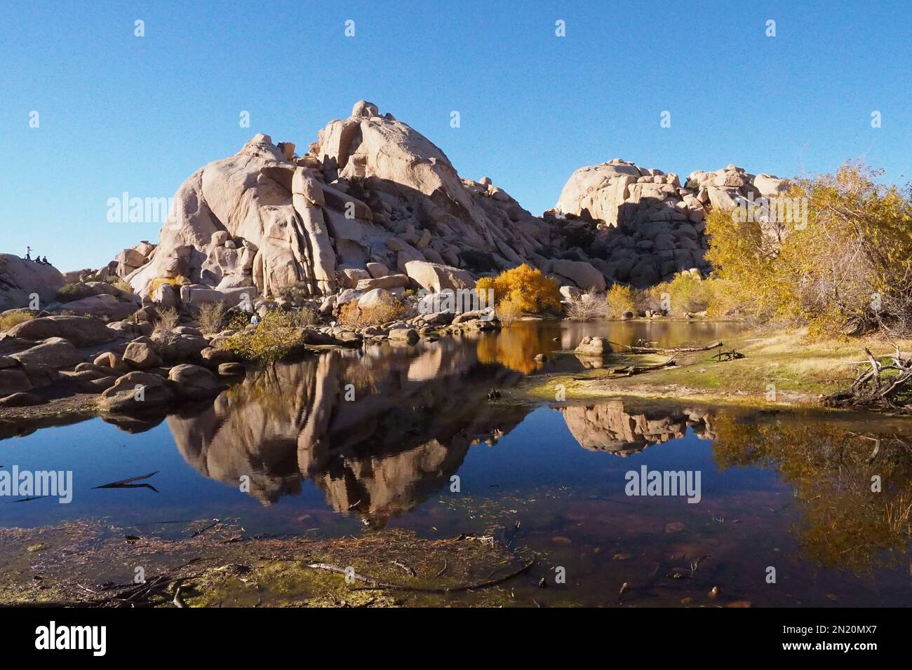 Fall foliage at Barker Dam in Joshua Tree National Park Stock Photo - Alamy