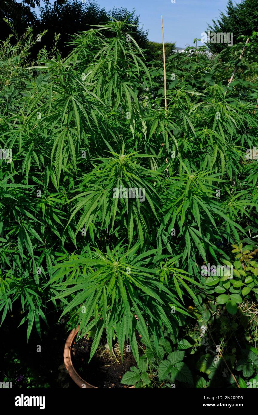 Hempplants hi-res stock photography and images - Alamy