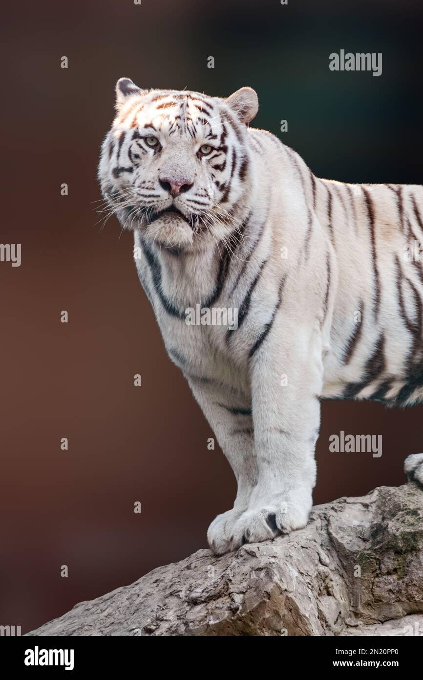 White tiger with black stripes standing on rock in powerful pose ...