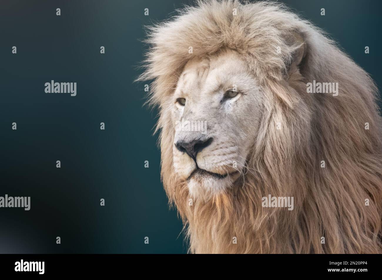 White lion portrait, looking left close-up with blurred background ...