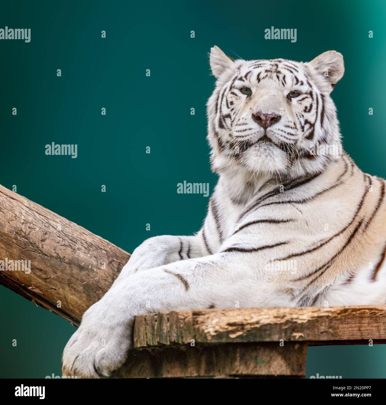 White tiger with black stripes laying down on wooden deck portrait ...