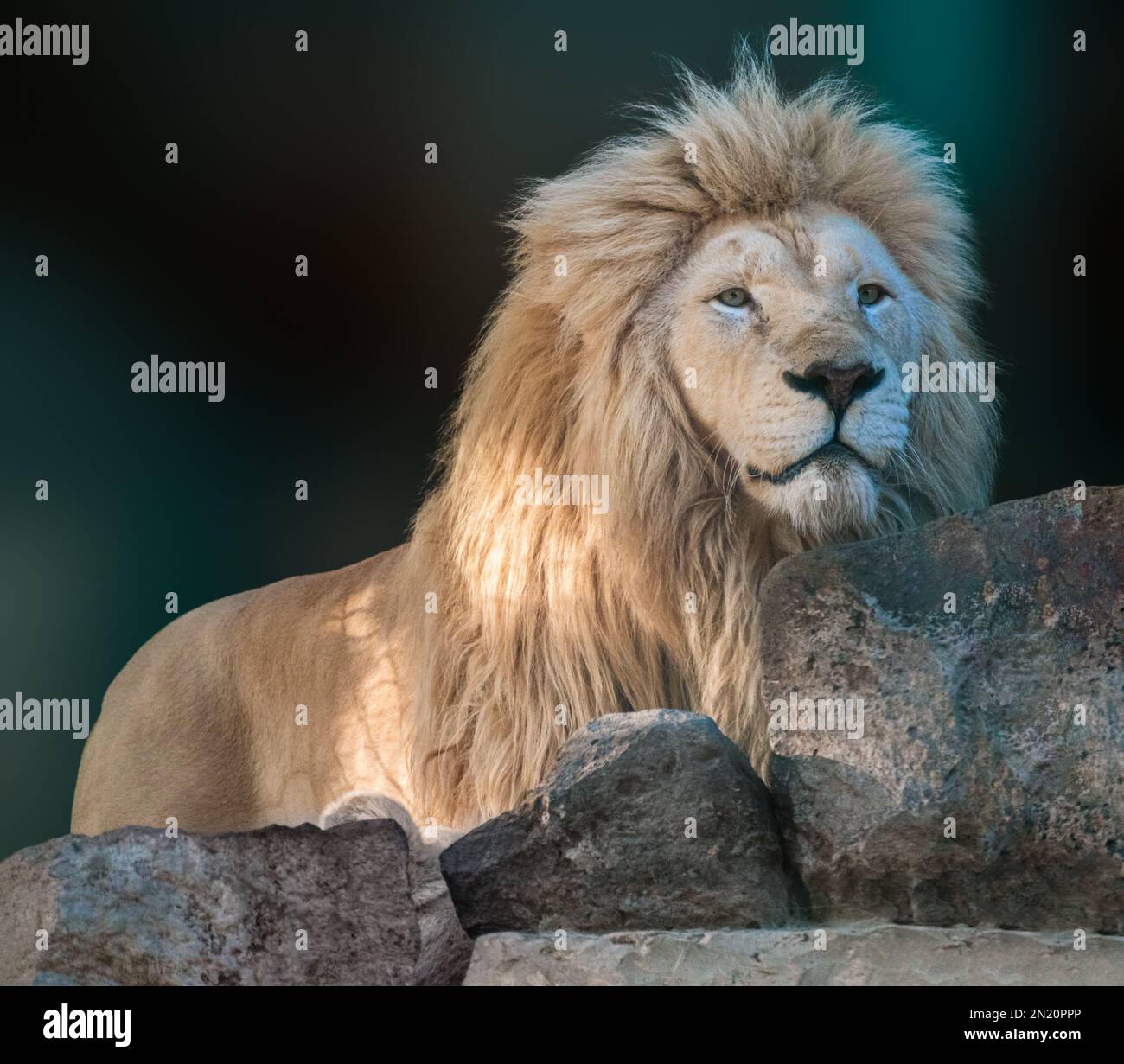 White lion hiding behind rocks with blurred background and colorful ...
