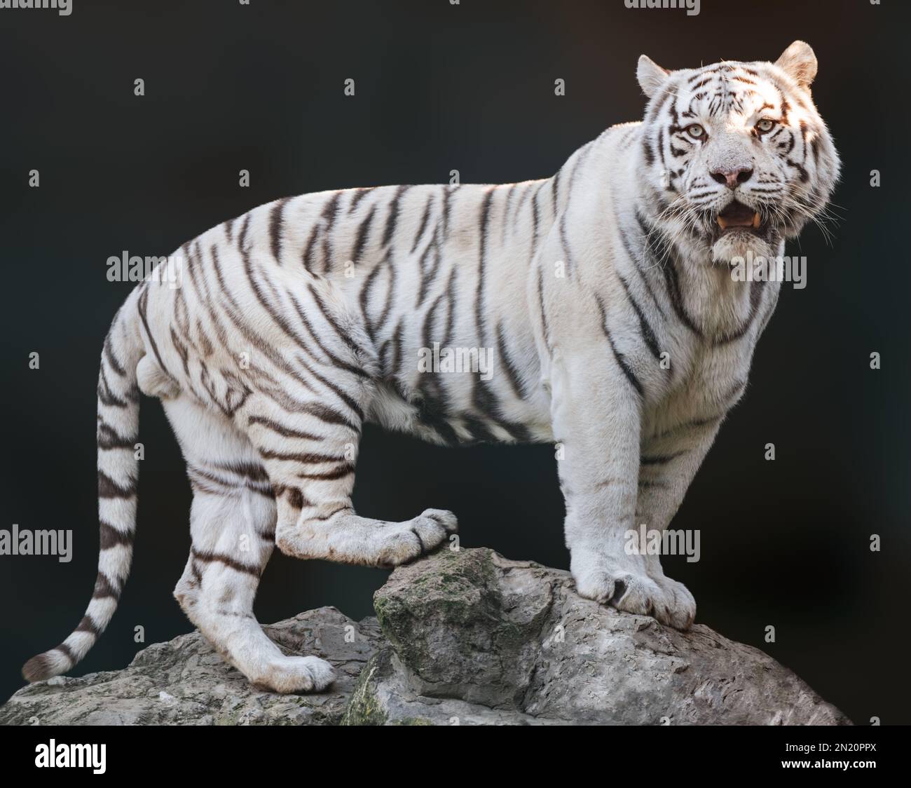 White tiger with black stripes standing on rock and roaring in powerful ...