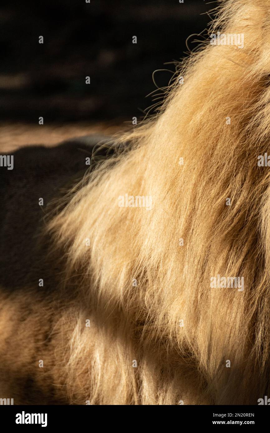 Lion sunny fluffy mane fur coat close-up with dark background. Big cat ...