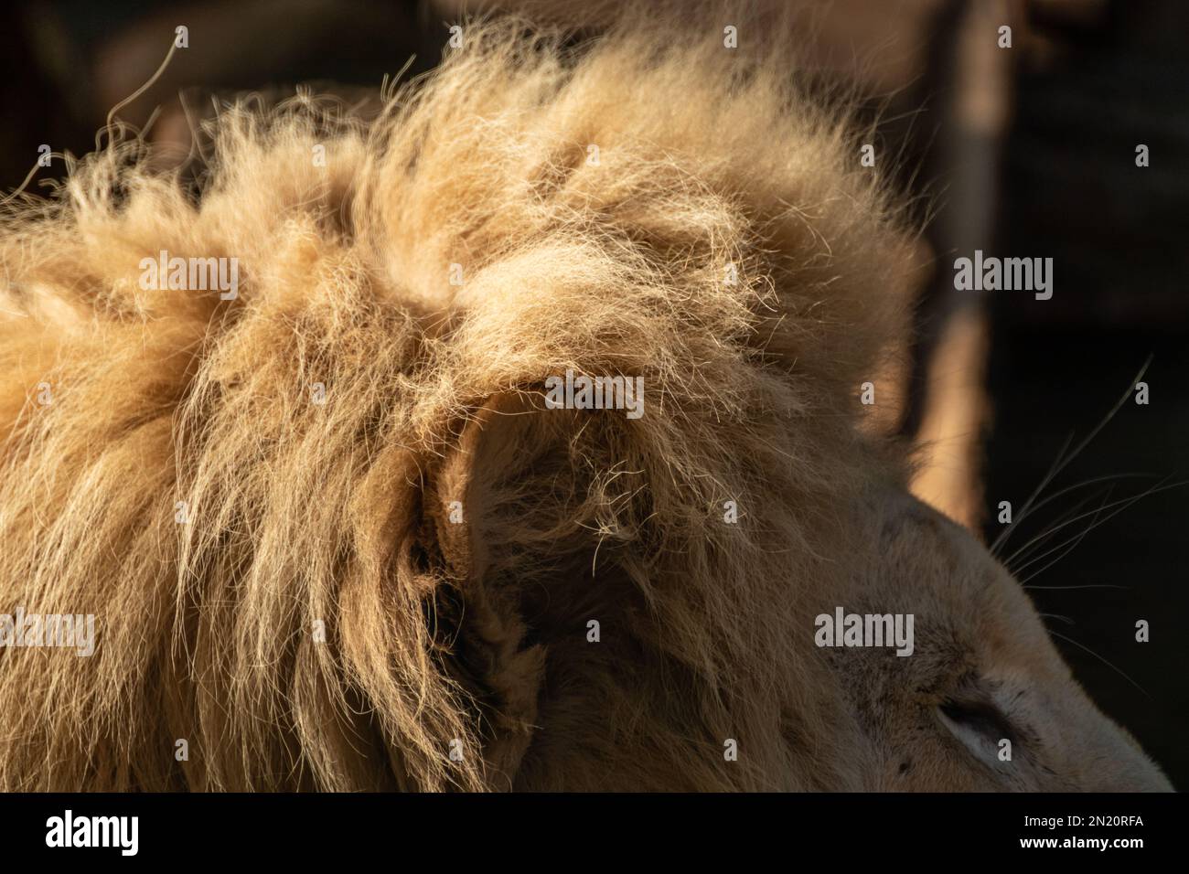 Lion ear with sunny fluffy mane fur close-up with blurred background ...