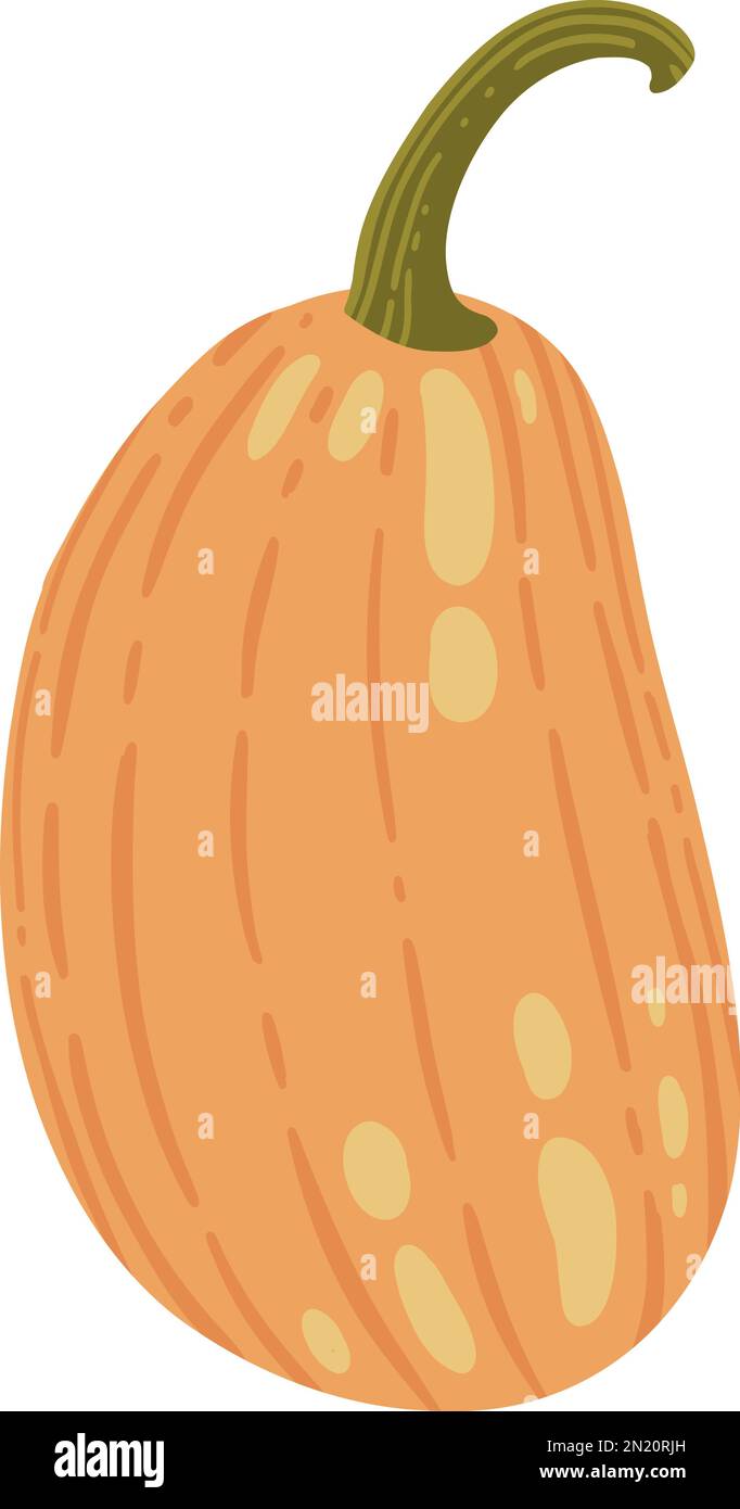 Squash Vegetable Drawing