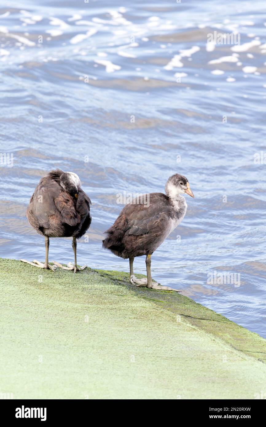 Picture of two birds hi-res stock photography and images - Alamy
