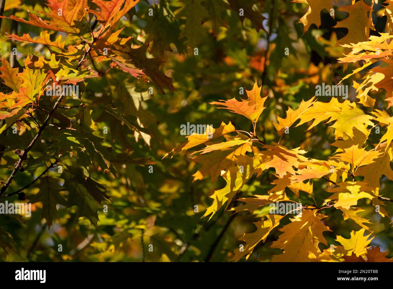 Autumn yellow oak tree leaves close-up with blurred dark forest ...