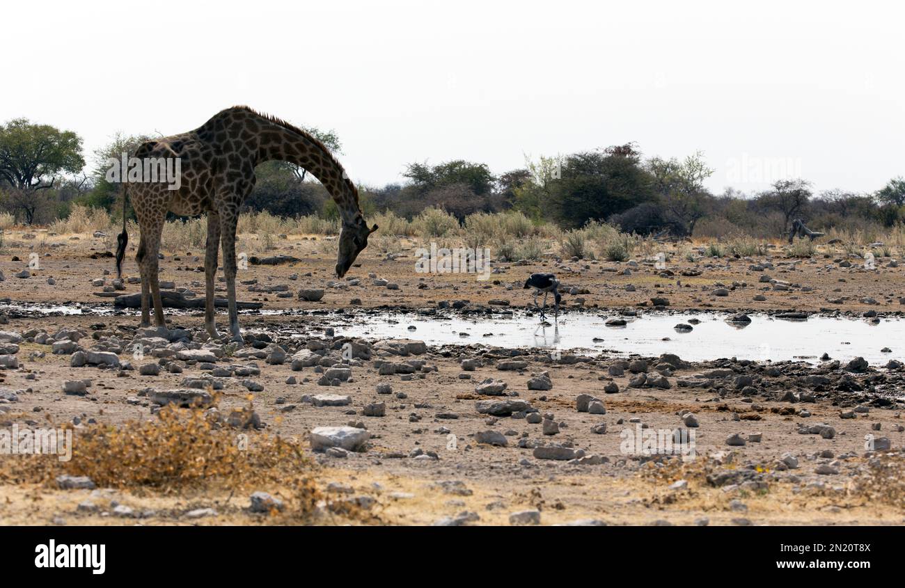 Marabou stork man hi-res stock photography and images - Alamy