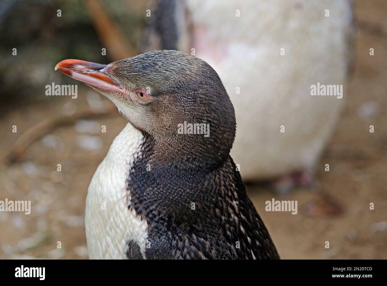 Penguin in left profile - New Zealand Stock Photo - Alamy