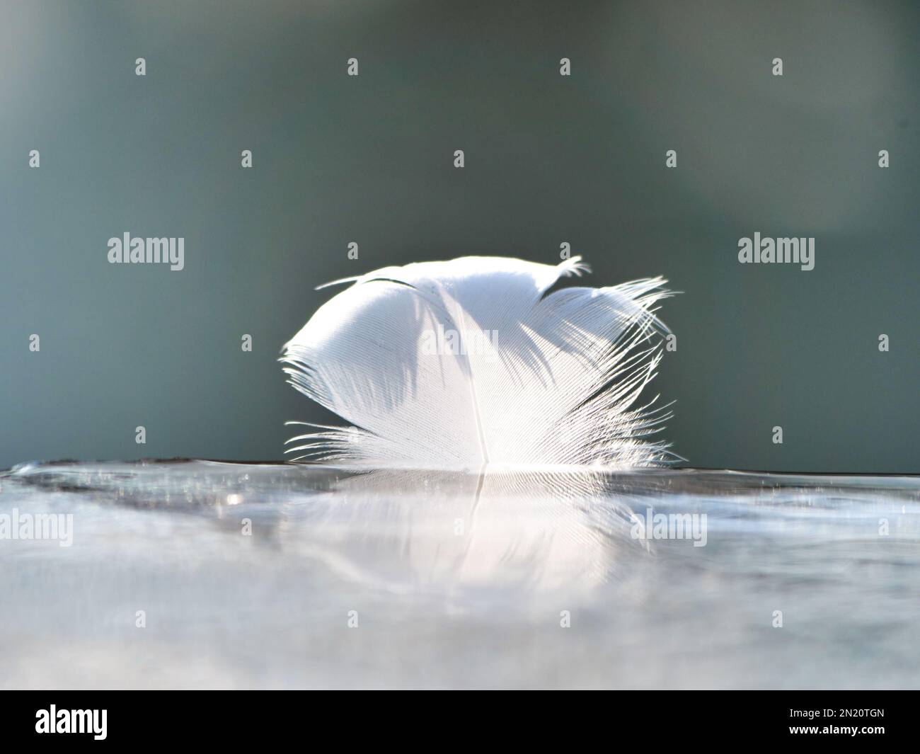The sun shines on the white feather Stock Photo - Alamy