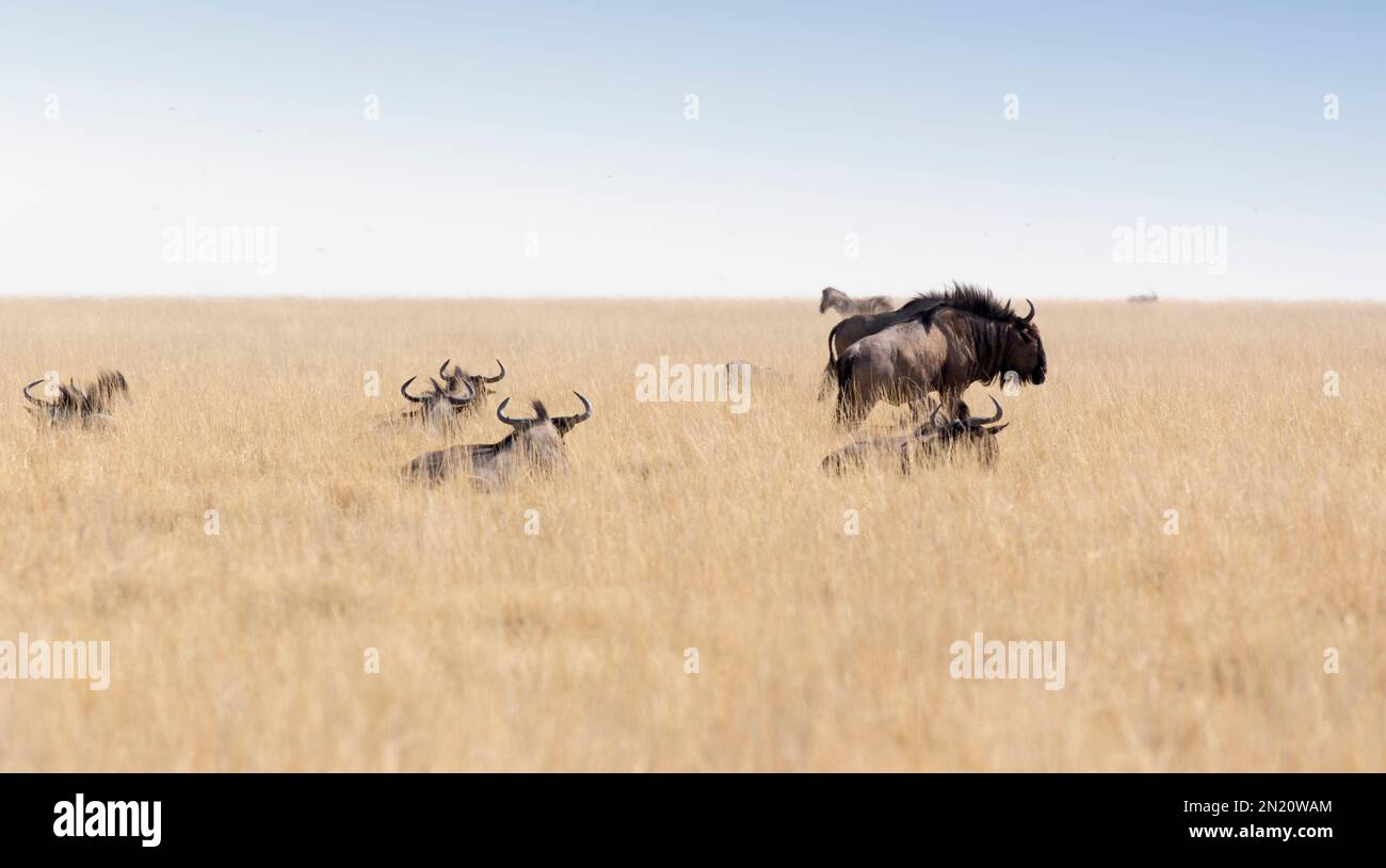 A picture of blue wildebeest in Namibia Stock Photo - Alamy