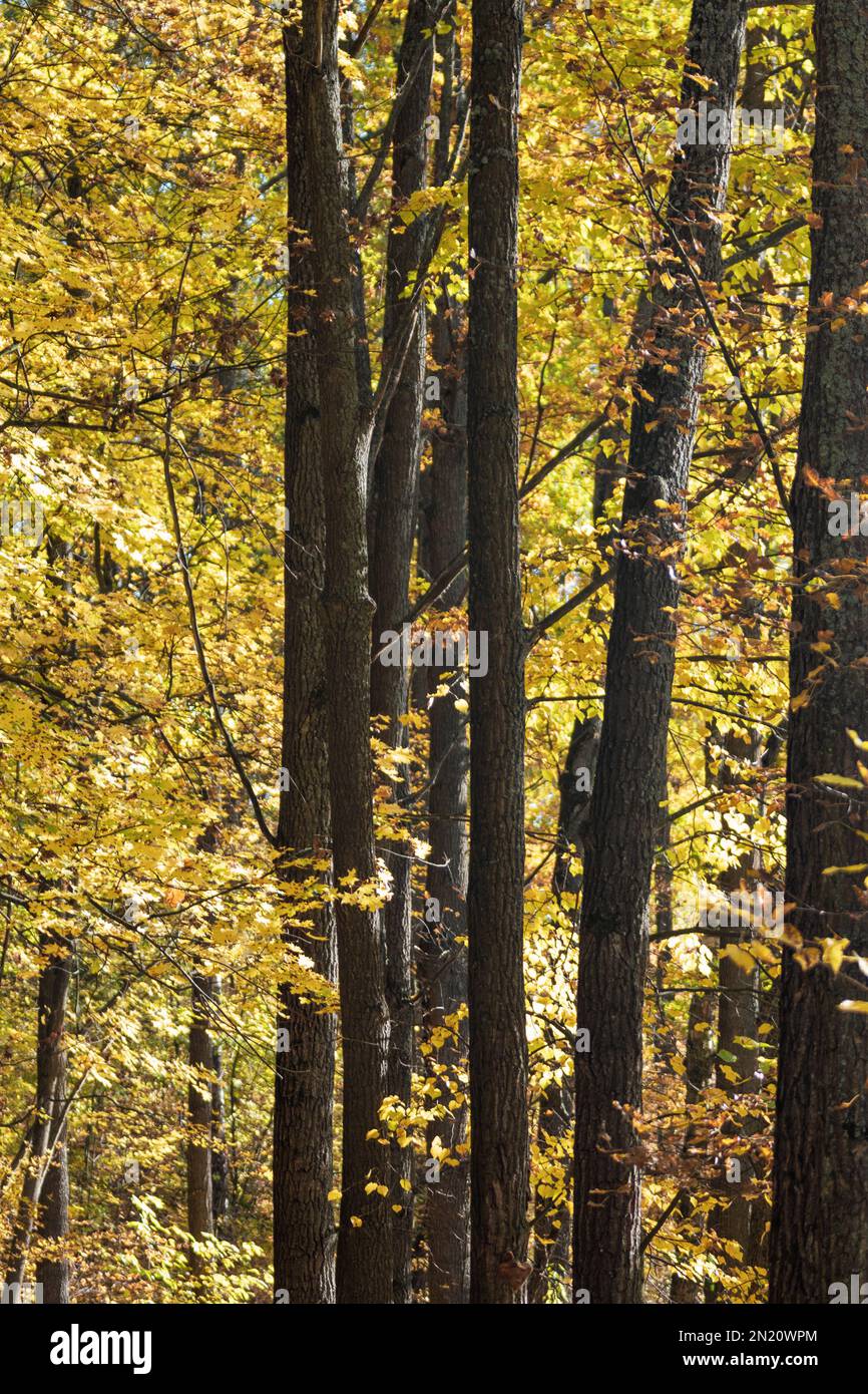 Tall thin trees with yellow sunny leaves, forest in autumn, nature ...