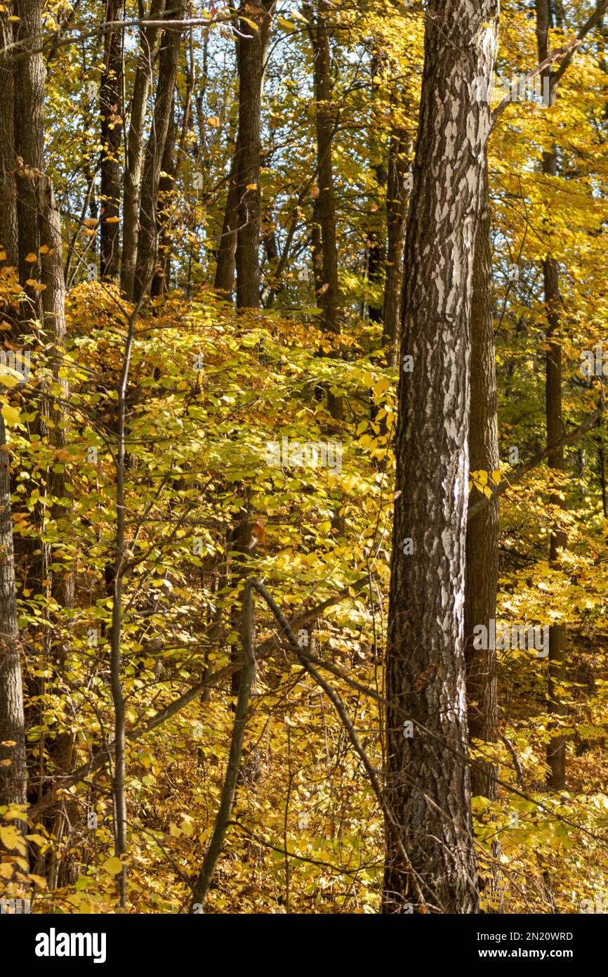 Tall trees with yellow vivid leaves, forest in autumn, sunny nature ...