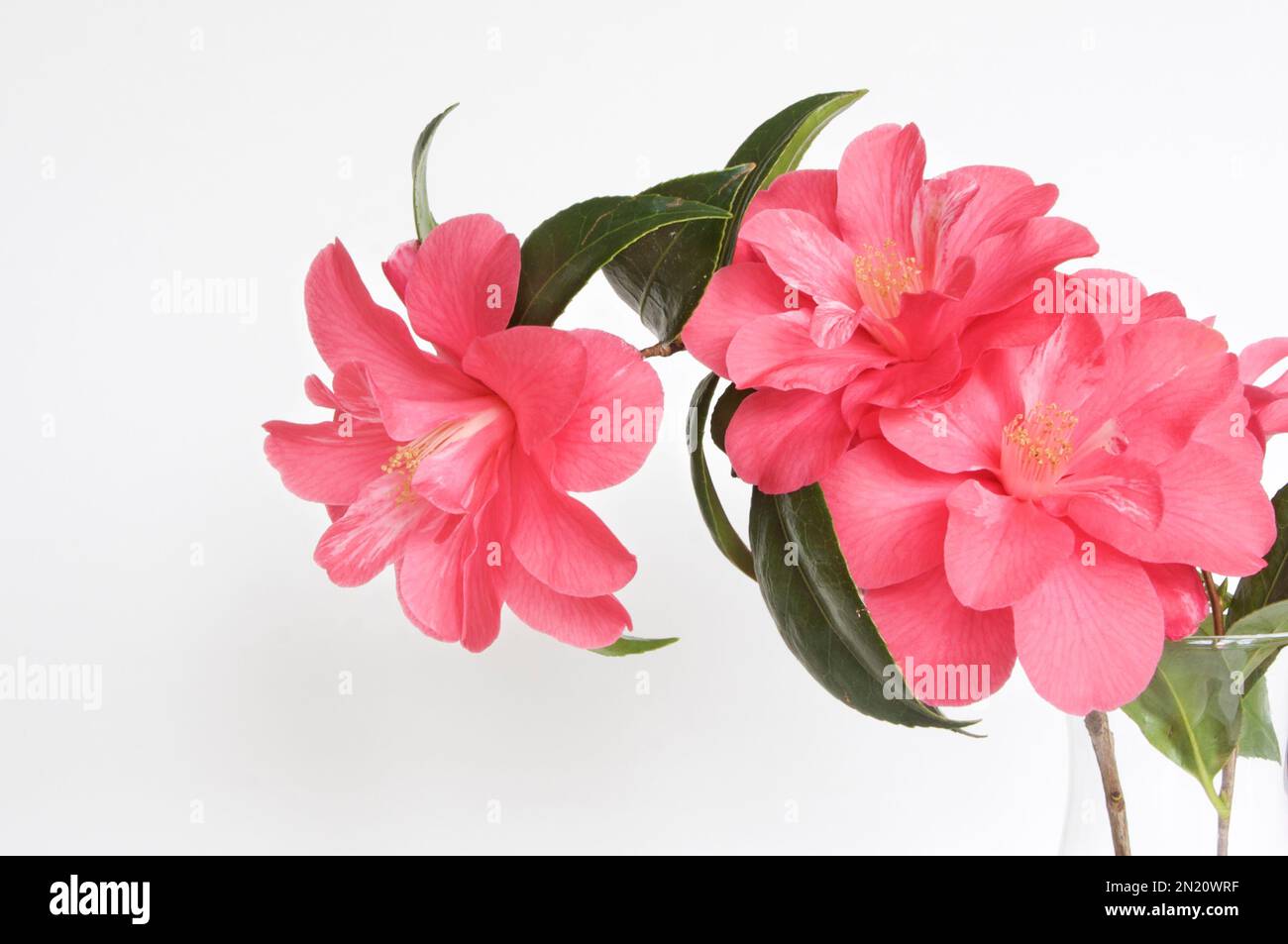 Three pink Camellia flowers (Camellia japonica) in clear glass vase ...