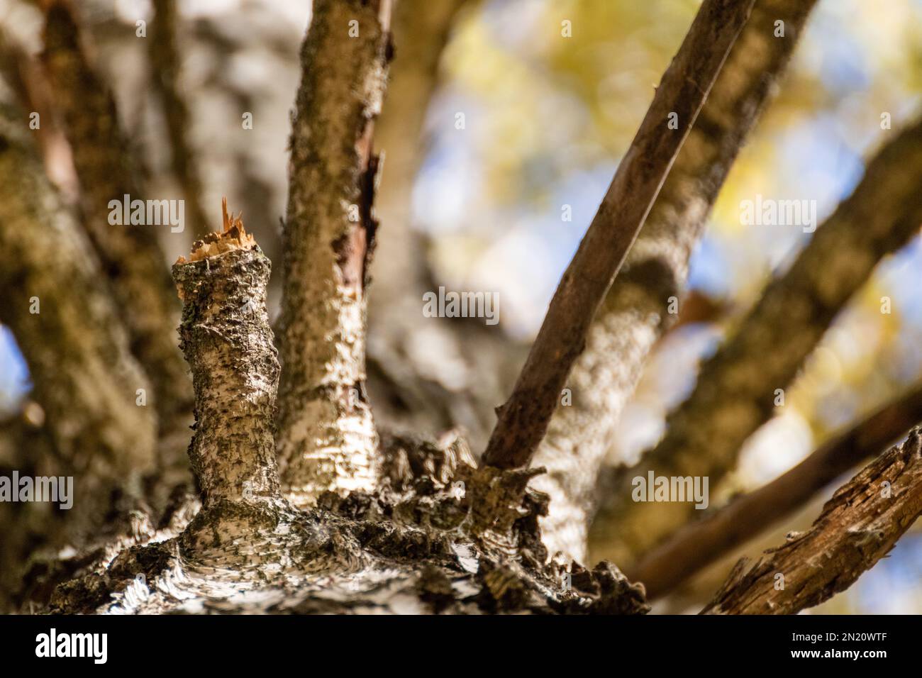 Autumn birch tree branches look up with bark details close-up with ...
