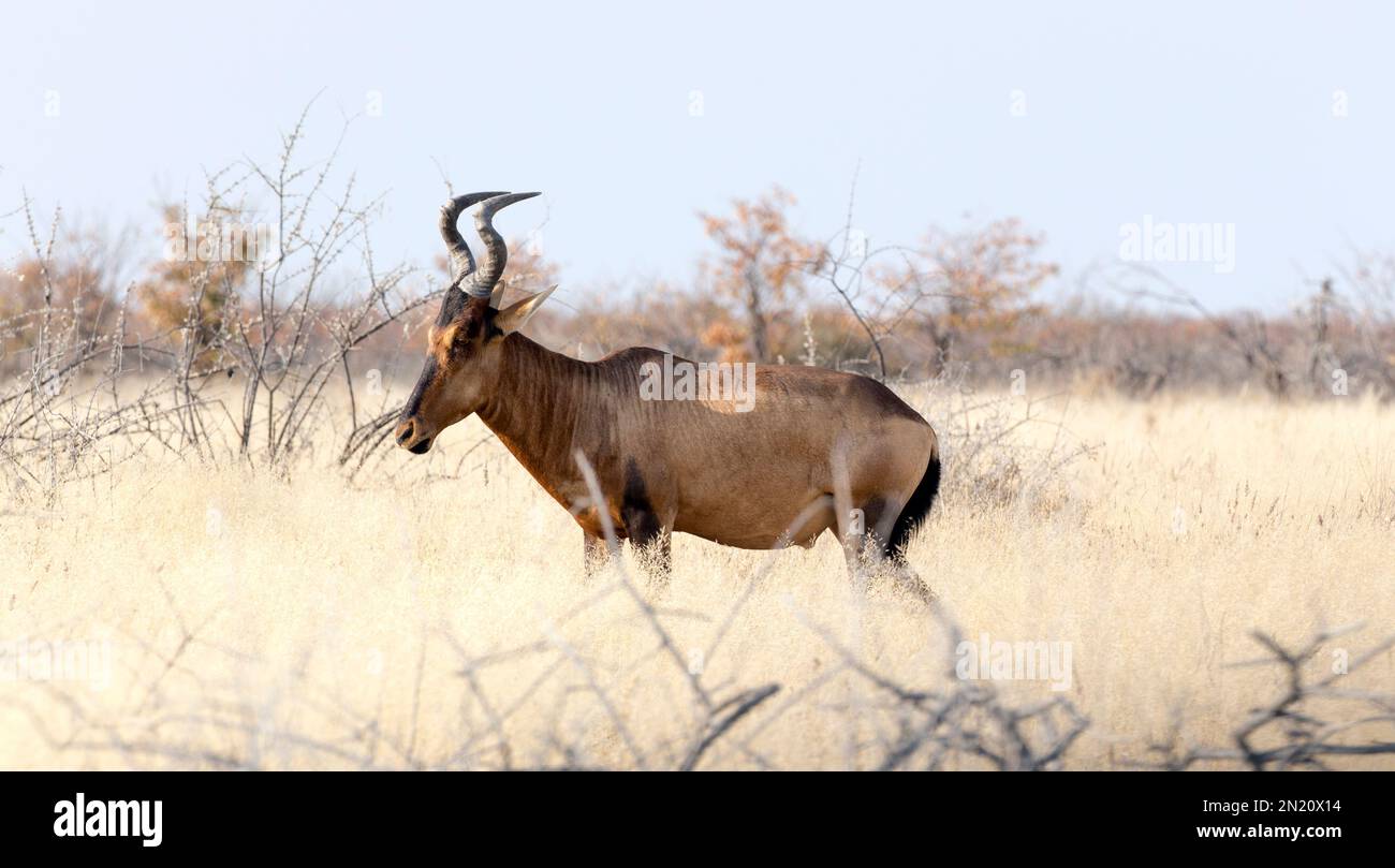 Photo of a Damaliscus lunatus in Namibia Stock Photo - Alamy