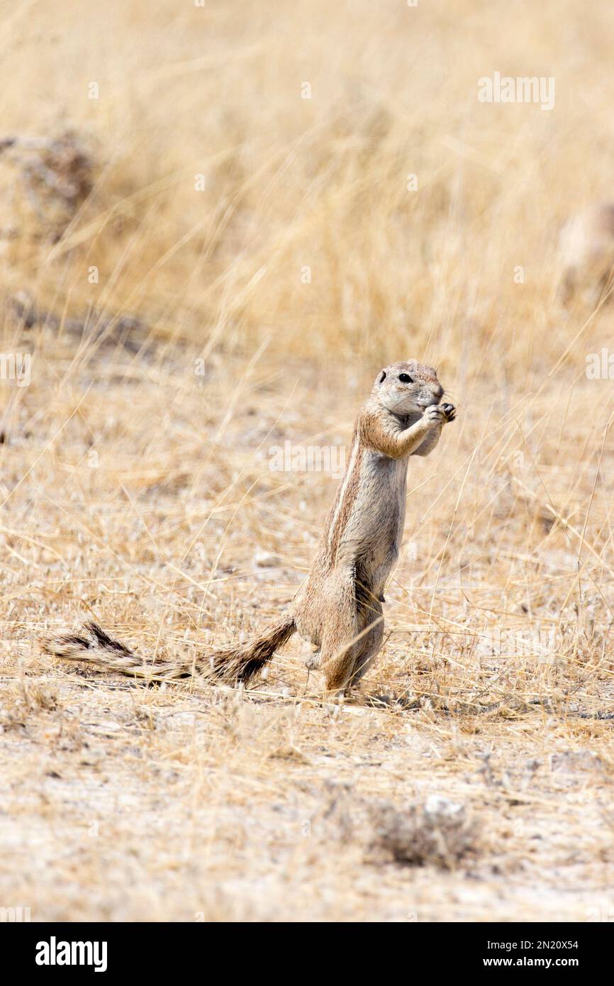 View of Cape ground squirrel in Namibia Stock Photo - Alamy