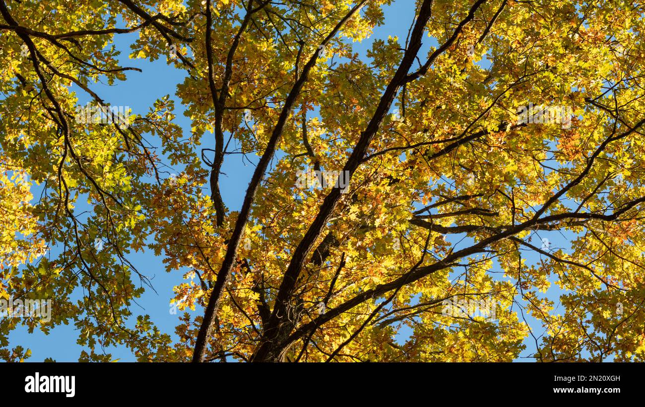 Autumn oak tree branches look up with colorful leaves on blue sky ...