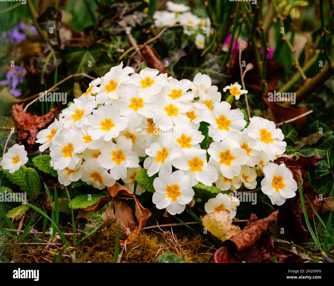 The wild spring flowers Stock Photo - Alamy