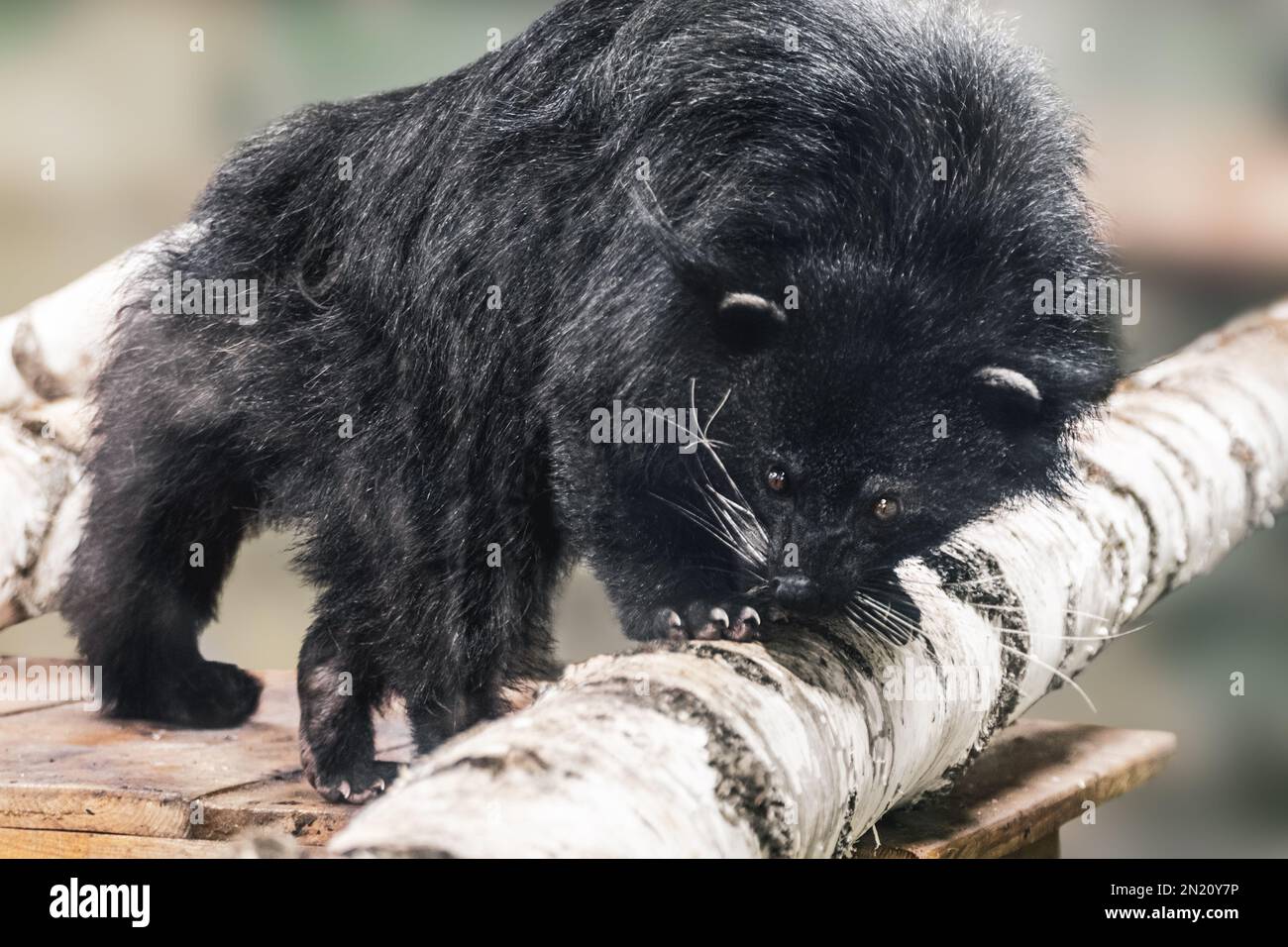 Black wolverine walking on the birch tree trunk in aviary Stock Photo ...