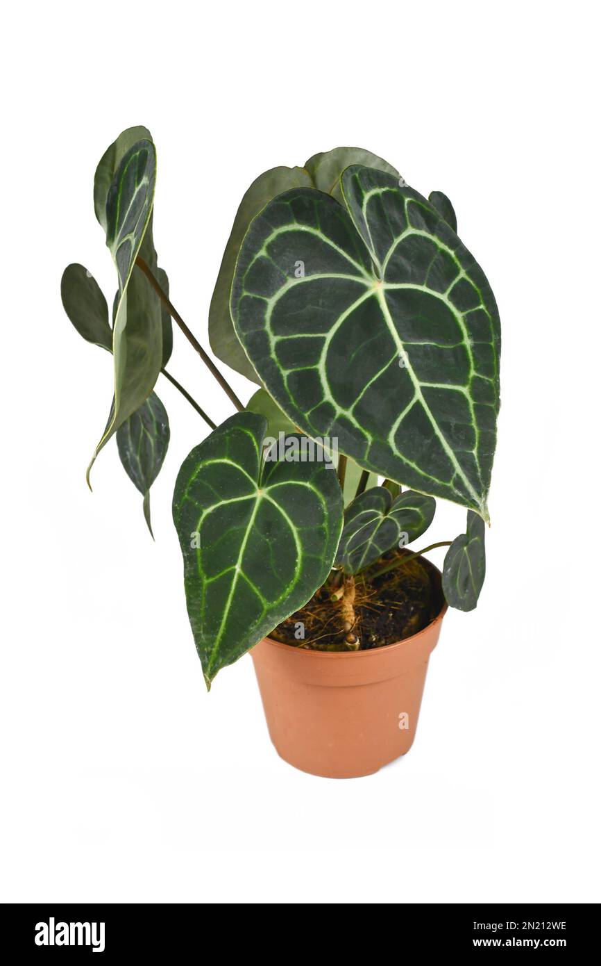 Tropical 'Anthurium Clarinervium' houseplant in pot on white background ...