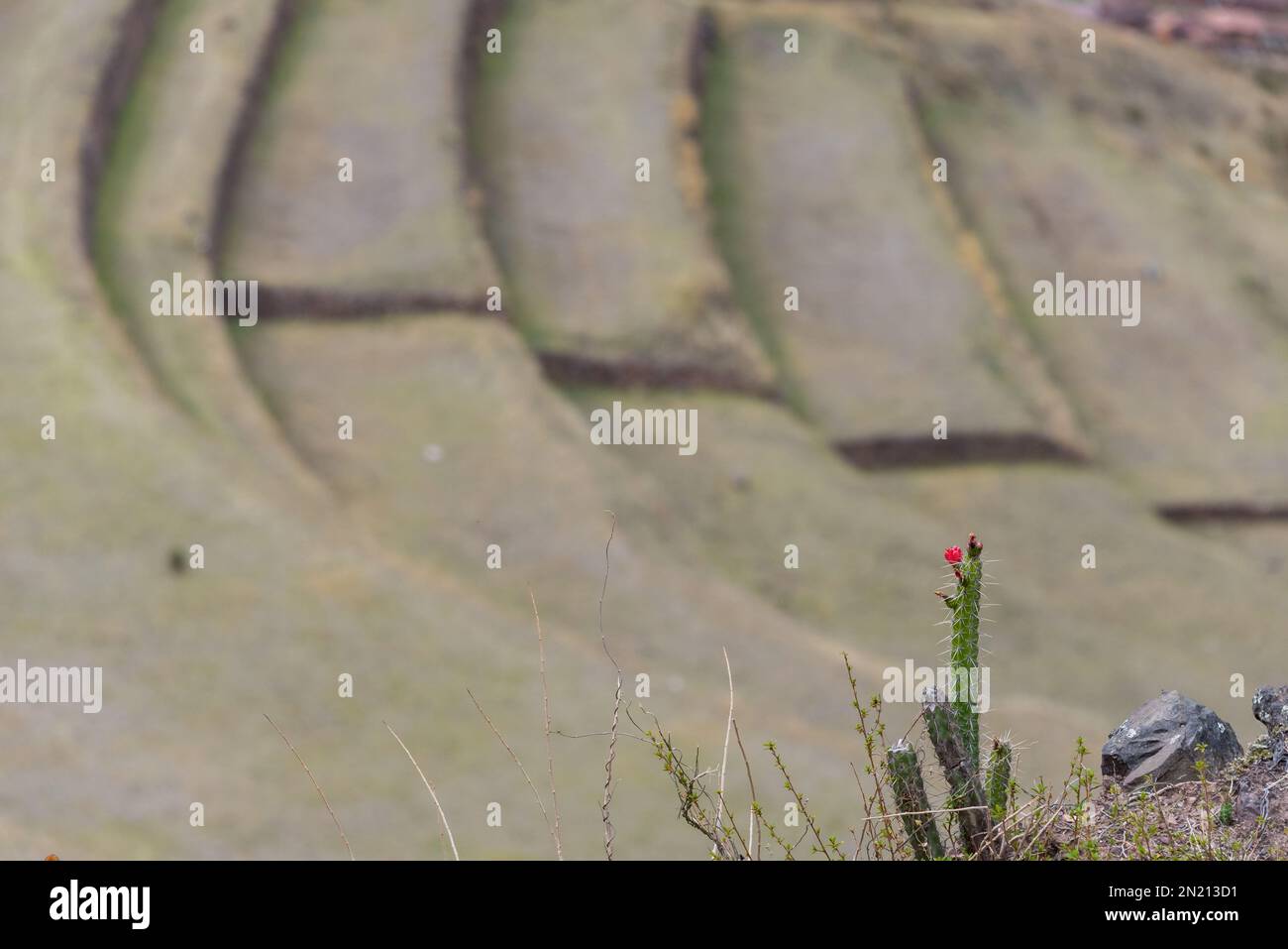 A solitaire cactus with a red flower on its top and the plantation ...