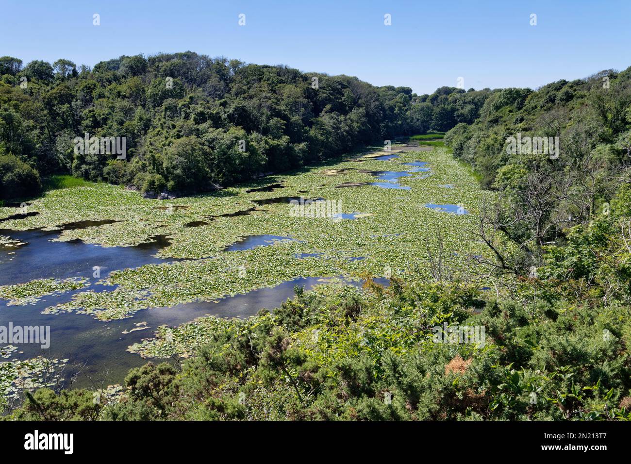 Ponds hi-res stock photography and images - Alamy