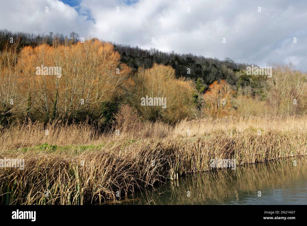 Crack willow trees (Salix fragilis) with young twigs providing an ...