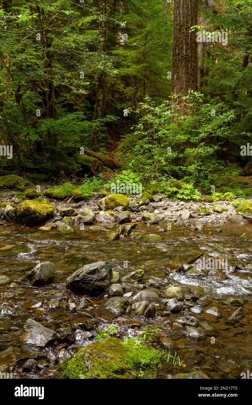 A small overgrown trail leads into the lush green forest on the far ...