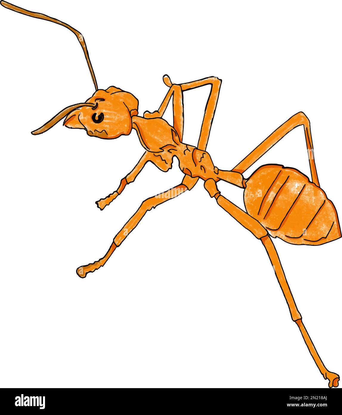 Ant head isolated Cut Out Stock Images & Pictures - Alamy