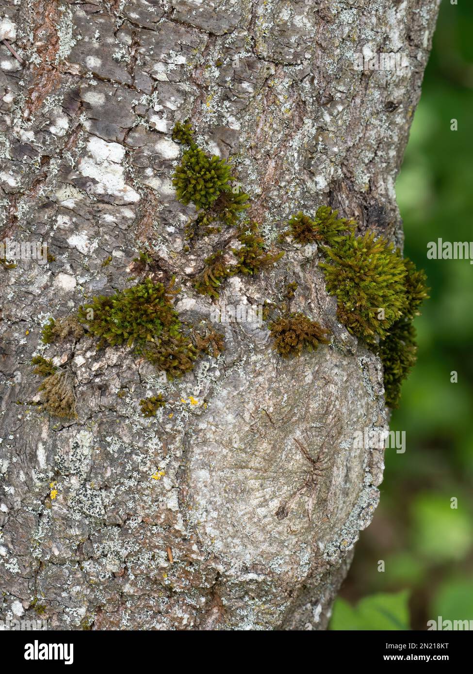 Rhizoids hi-res stock photography and images - Alamy