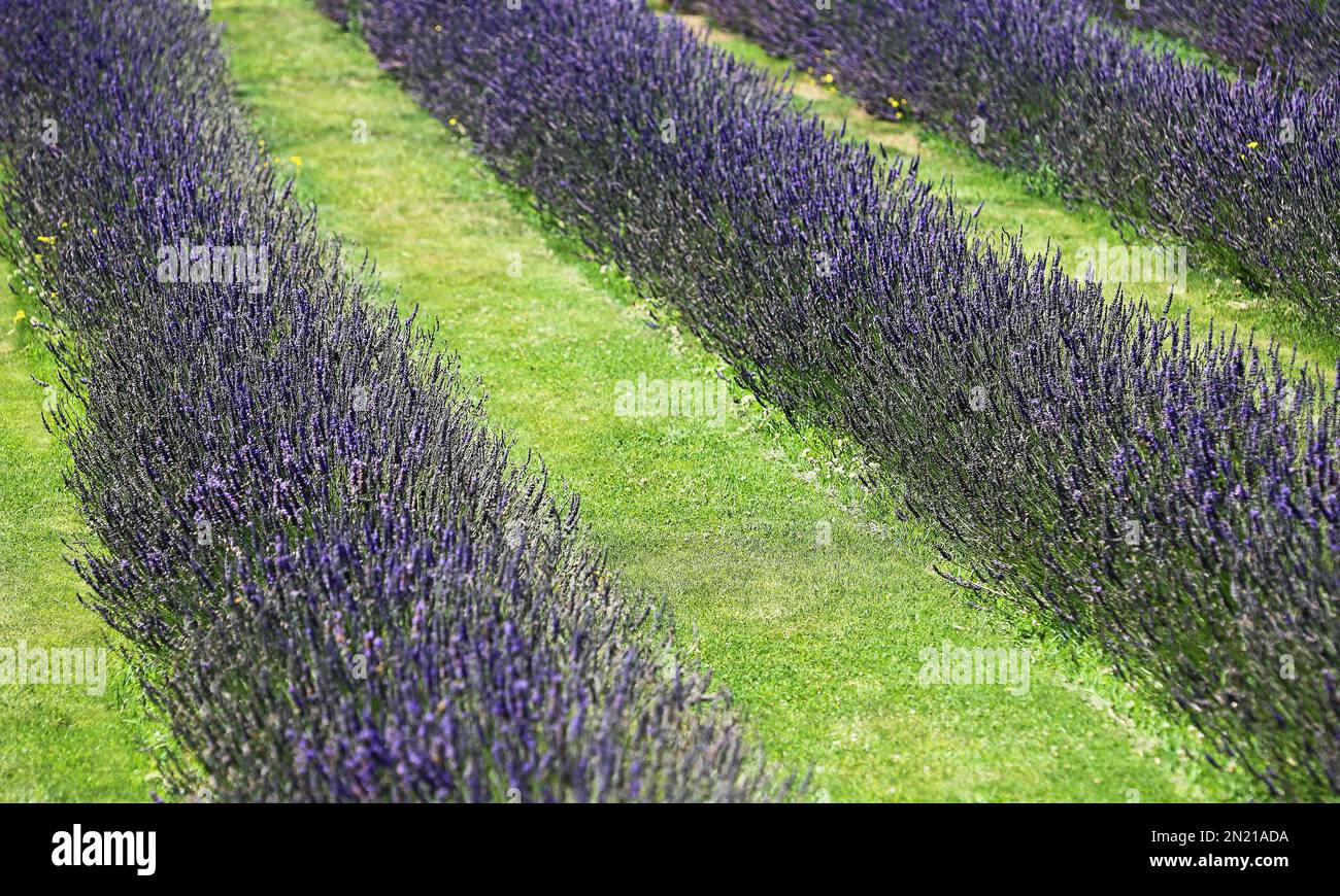 Lavender rows, New Zealand Stock Photo - Alamy