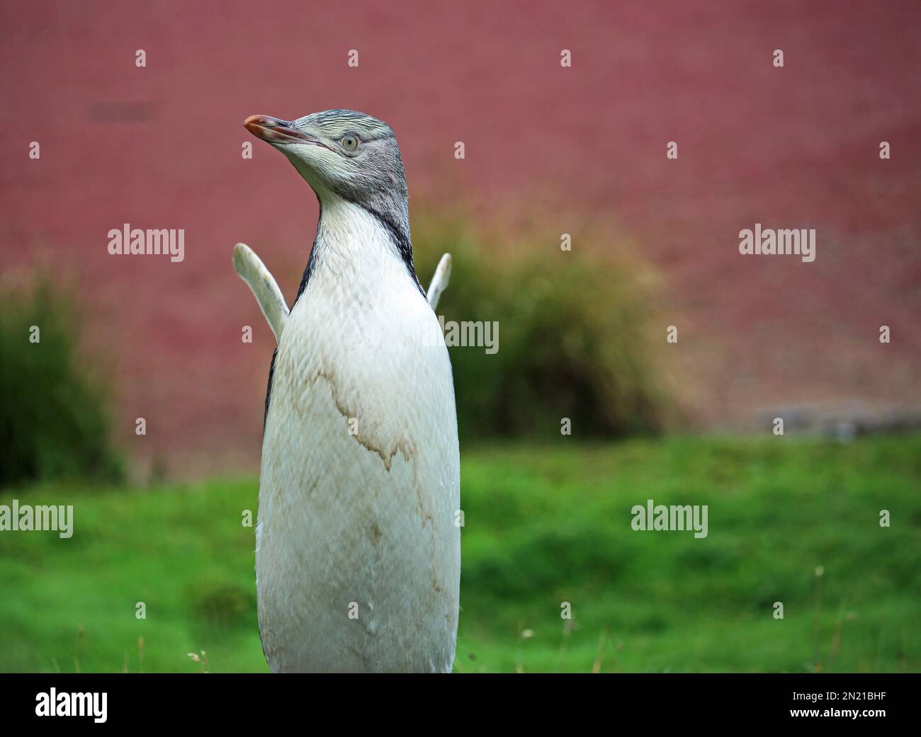 I am big bird hi-res stock photography and images - Alamy