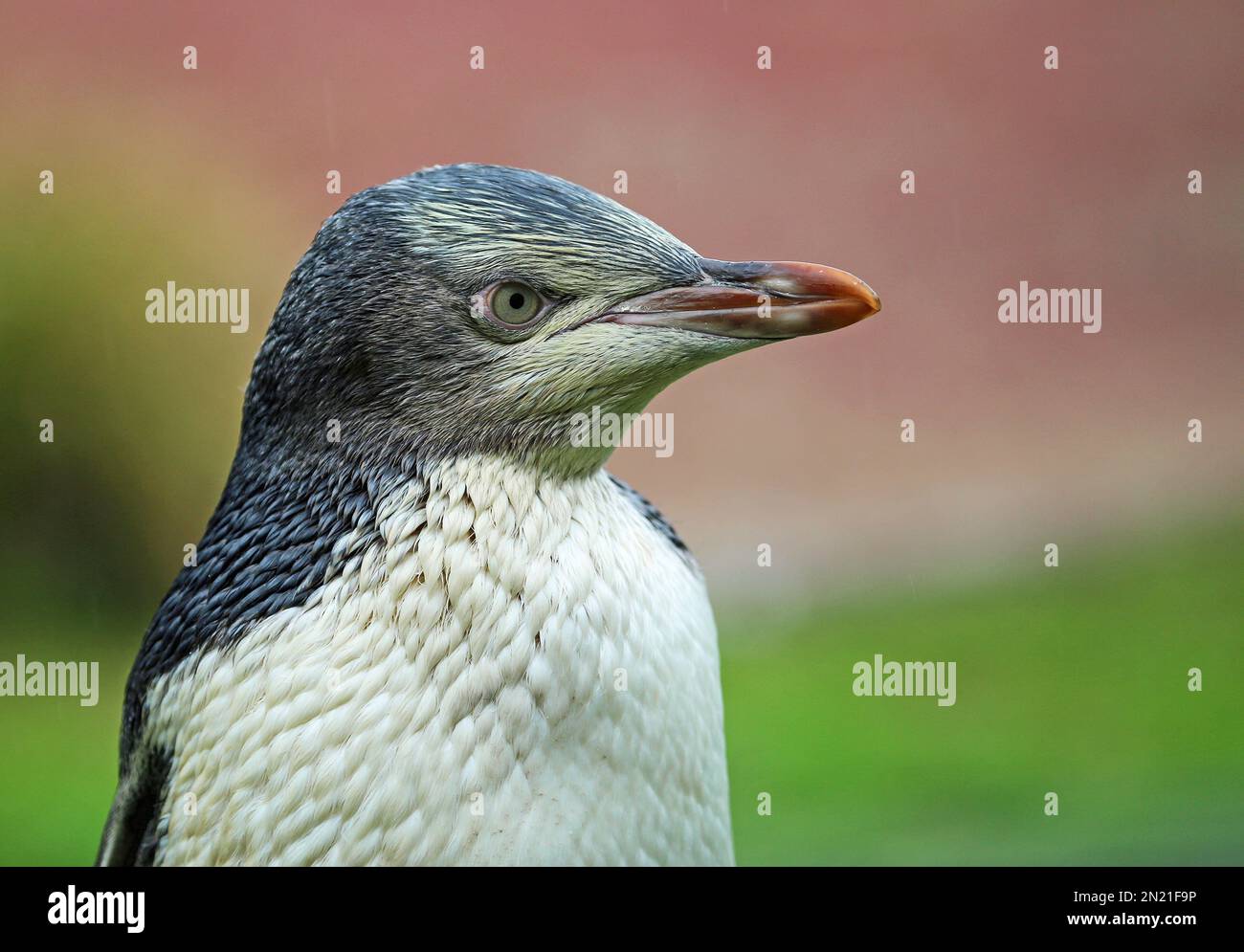 In right profile hi-res stock photography and images - Alamy