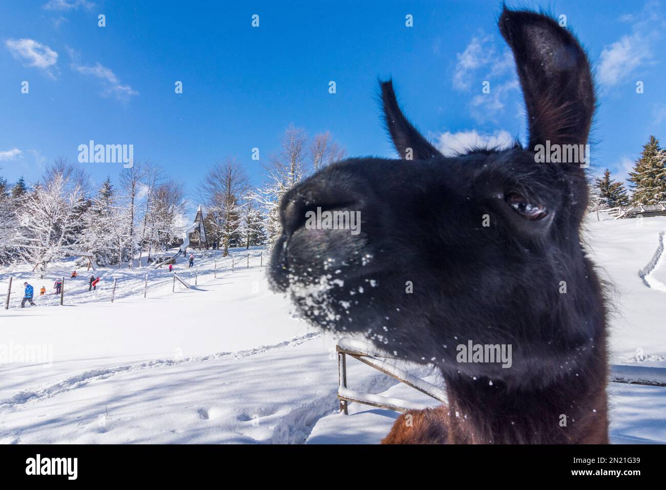 Naturpark Hohe Wand: llama (Lama glama) in game park and snow in Wiener ...