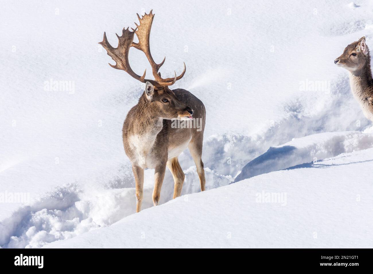 Naturpark Hohe Wand: buck and fawn of European fallow deer (Dama dama ...
