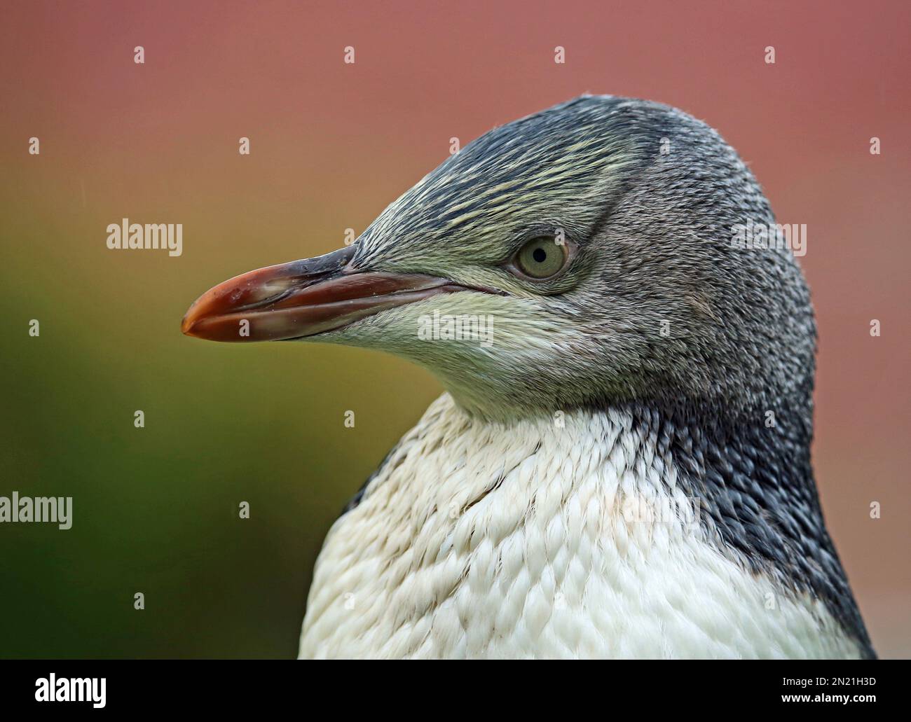 Penguin in profile hi-res stock photography and images - Alamy